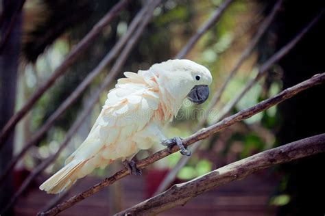 Parrot Sitting On Branch Stock Photo Image Of Australian 28584492
