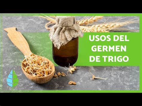 BENEFICIOS del GERMEN de TRIGO Propiedades Cómo Consumirlo y