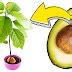 Como germinar un hueso de aguacate o palta rápido sin palillos Mi