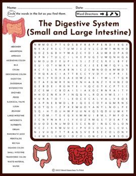 The Digestive System Small And Large Intestine Word Search Puzzle