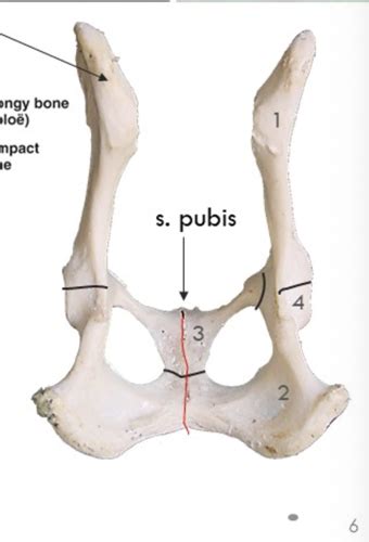 Functional Anatomy Of Pelvic Girdle And Hip Joint Flashcards Quizlet
