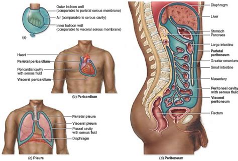 Serous Membranes In The Thoracic And Abdominopelvic Body Cavities