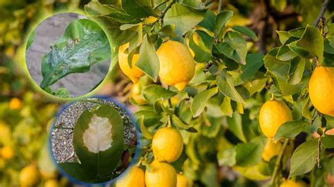 Comment comprendre le problème du citronnier juste en regardant les