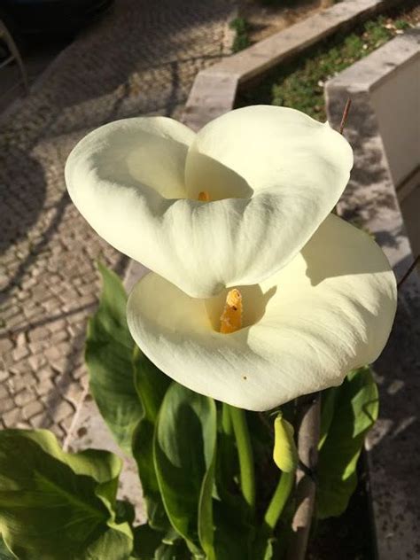 DIVAGAR SOBRE TUDO UM POUCO Poemas Flores Pinturas Férias