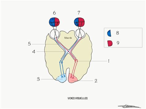 Voies Visuelles Fiches Ide