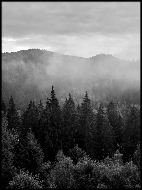Las góry mgła drzewa czarno białe plakat 21x30cm Fotopp Sklep EMPIK