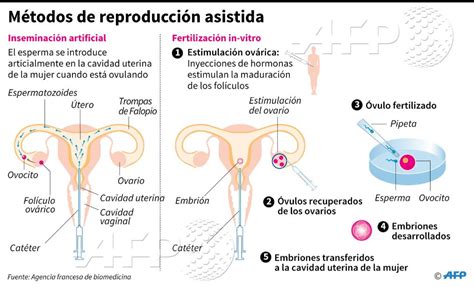 Infograf A Explicaci N De La Inseminaci N Artificial Y La Fertilizaci N