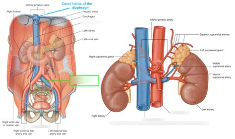 Abdominal Blood Vessels Diagram Quizlet