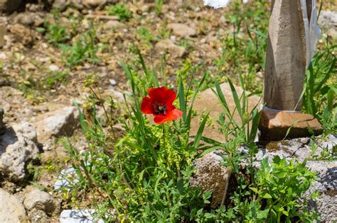 T Rkei Blume Natur Kostenloses Foto Auf Pixabay Pixabay