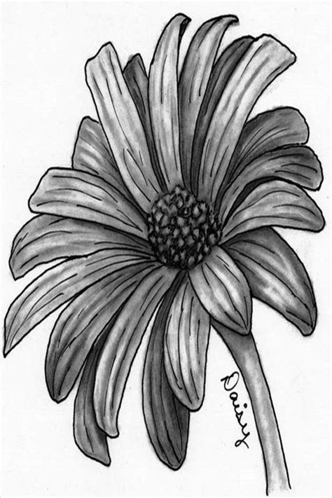 50 Easy Flower Pencil Drawings For Inspiration Pencil Drawings Of