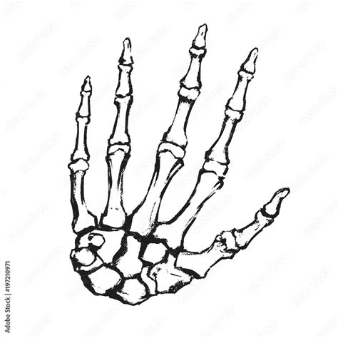 Hand Drawn Hand Bones Anatomical Drawing Human Skeleton Hand Stock