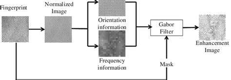 apply gabor filter to fingerprint download scientific diagram