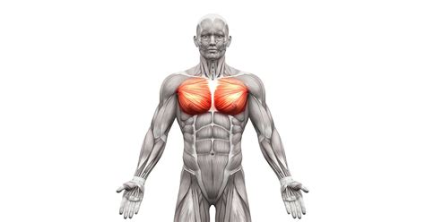 Pectoralis Major Großer Brustmuskel Anatomie Funktion