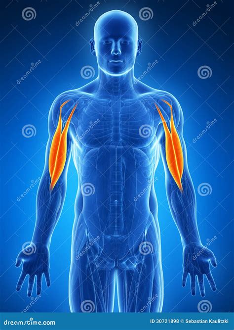 Highlighted Biceps Stock Illustration Illustration Of Muscle 30721898