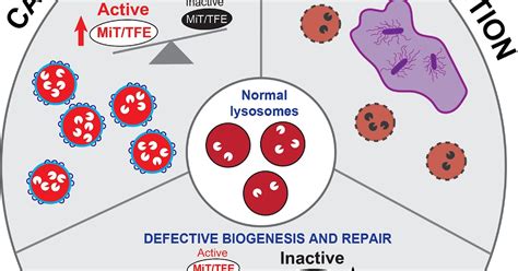 Actualités Scientifiques Médicales trendsincellbiology lysosomes