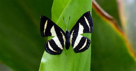 Borboleta Biofaces Bring Nature Closer