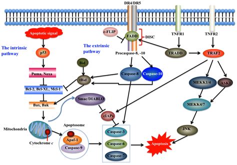 Extrinsic Pathway Apoptosis