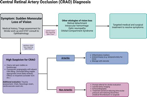 Central Retinal Artery Occlusion A Review Of Pathophysiological