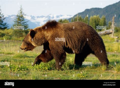 Bear Walking Blank Template Imgflip