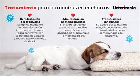 Todo lo que necesitas saber sobre la parvovirosis canina síntomas