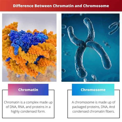 Chromatine vs Chromosome différence et comparaison