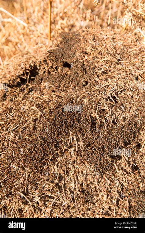 Las hormigas de madera Formica rufa en densos números fuera de su