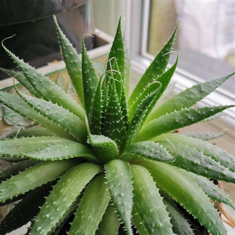 Aloe vera sábila Cuidados y beneficios para la salud de esta planta
