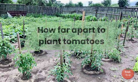 How Far Apart To Plant Tomatoes Complete Guide Tomatoabout
