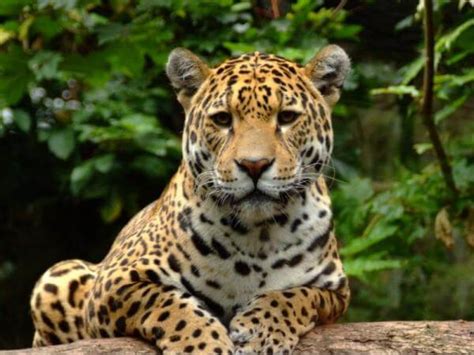 Imágenes de Jaguares Bonitas Cuida el Planeta y sus Animales