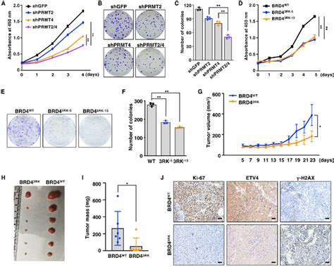 Deficiency In BRD4 Arginine Methylation Attenuates Cell Proliferation