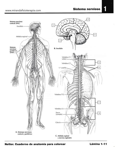Colorea Tus Dibujos Sistema Nervioso Para Colorear Porn Sex Picture