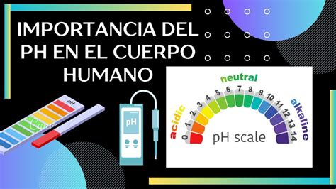 Importancia Del PH En El Cuerpo Humano YouTube