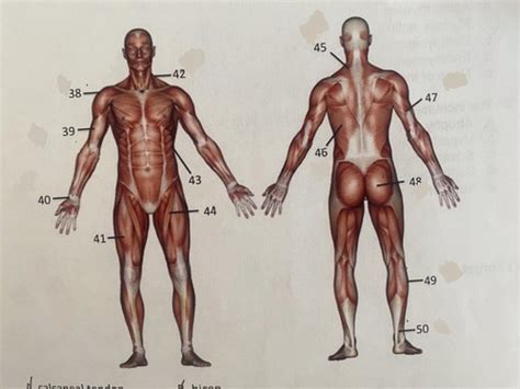 A P Muscles Test Flashcards Quizlet