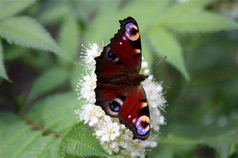 Borboleta Pav O Inseto Foto Gratuita No Pixabay Pixabay
