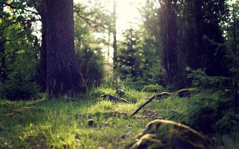 Wallpaper X Px Pembukaan Hutan Pemandangan Alam Sinar