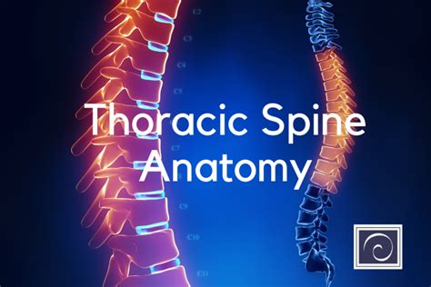 Thoracic Spine Anatomy Exploring Parts And Functions