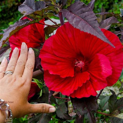 Hibiskus Bagienny Bylinowy Ketmia Bagienna Czerwony FIBEBALL