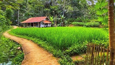 Wah Seenak Ini Suasana Damai Di Desa Bikin Betah Aktivitas Sore Di