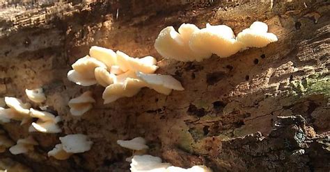 Mushroom Album On Imgur