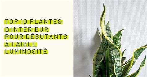 Top 10 plantes d intérieur pour débutants à faible luminosité