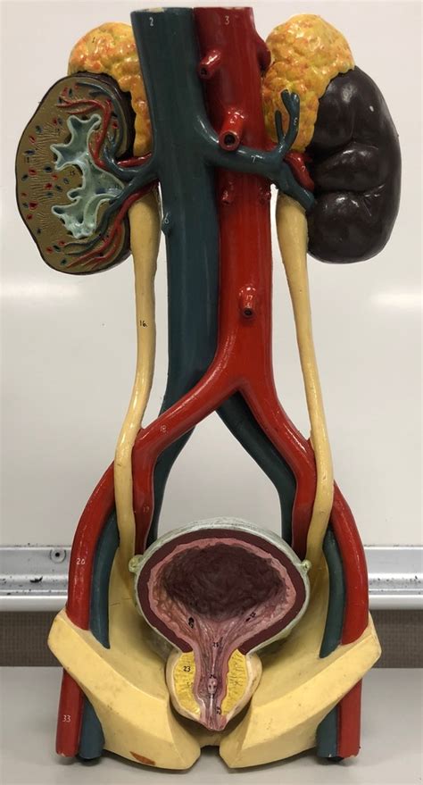Bladder Ureter Diagram Quizlet