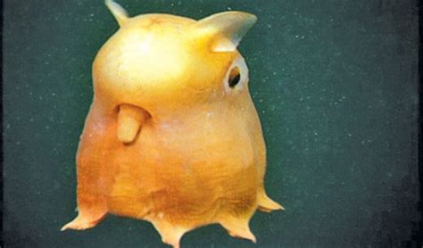 Les espèces marines méconnues découvrez la beauté cachée des