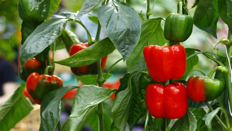 Passo a passo completo para cultivar o pimentão Capsicum annuum e