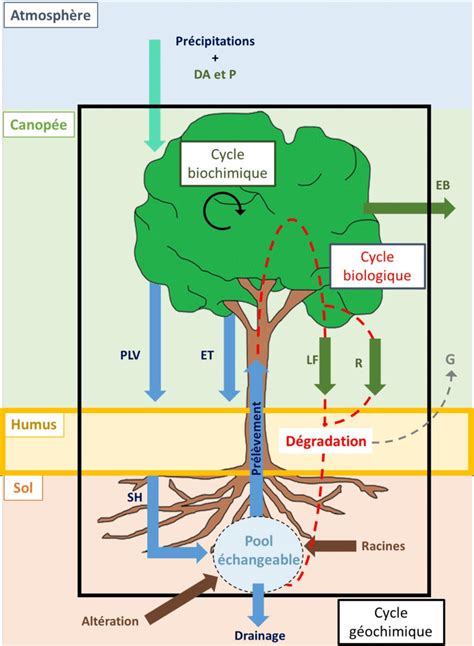 Repr Sentation Sch Matique Des Cycles Biog Ochimiques Et Des Flux Dans