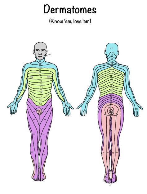 Dermatomes And Cutaneous Innervation Of The Extremities Etsy Ireland