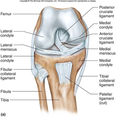 Anterior Cruciate Ligament