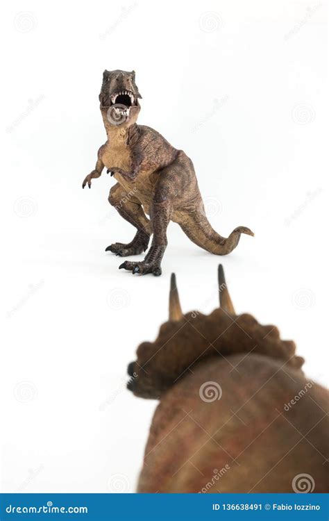 Tyrannosaurus Rex Fighting Versus Triceratops On White Background Stock