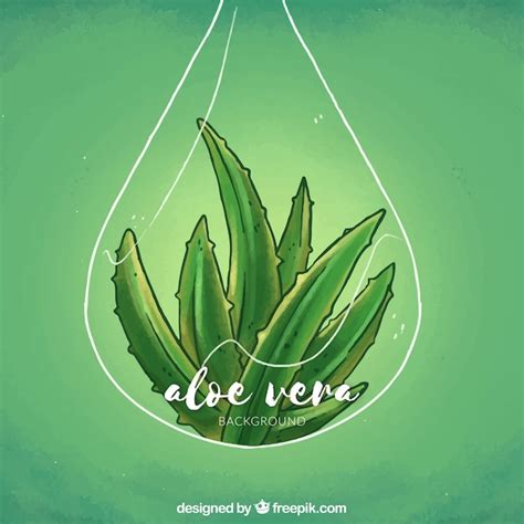 Fondo Verde De Aloe Vera Dibujado A Mano Vector Premium
