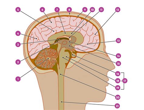 Diagram Zenuwstelsel En Hormoonstelsel Quizlet