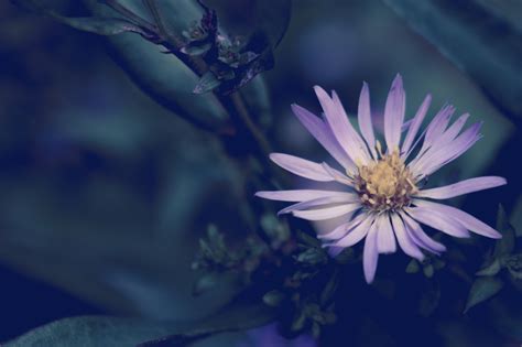 Fotos gratis naturaleza rama invierno fotografía luz de sol